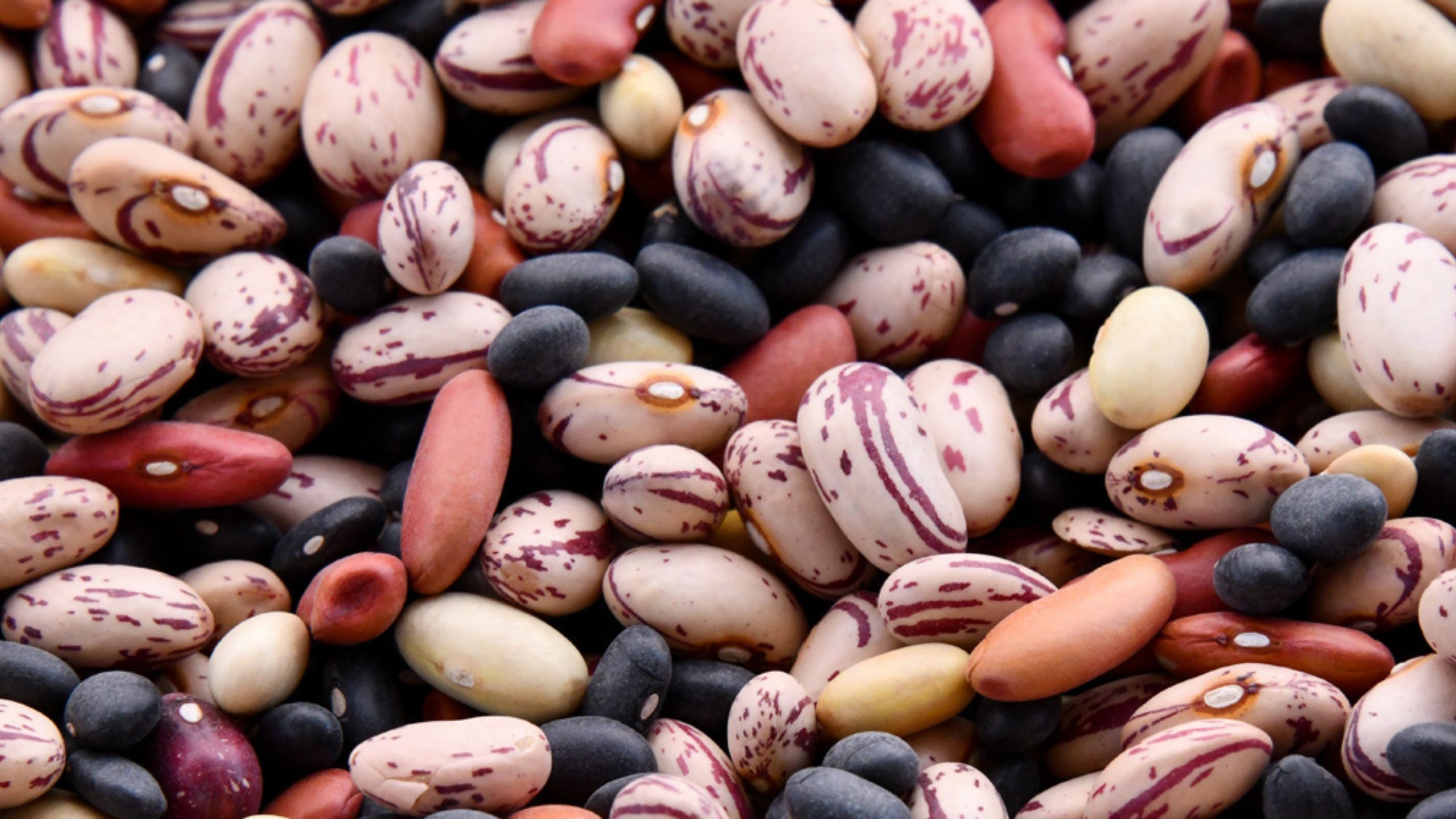 What Is Legume Diet and Why Is It Important for Your Health?